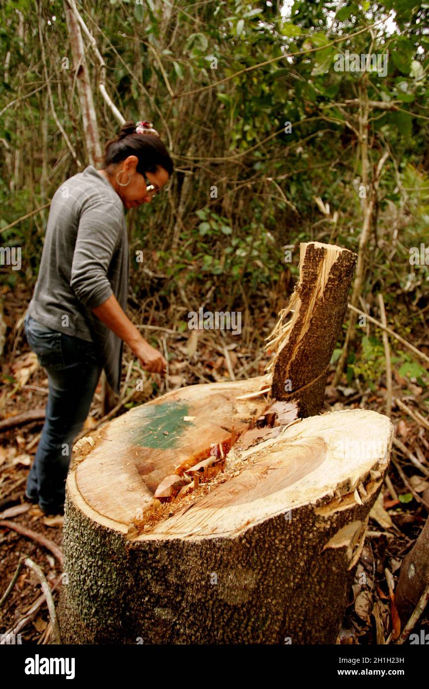 itabela, bahia / brazil - october 19, 2010: illegal logging in Mata ...