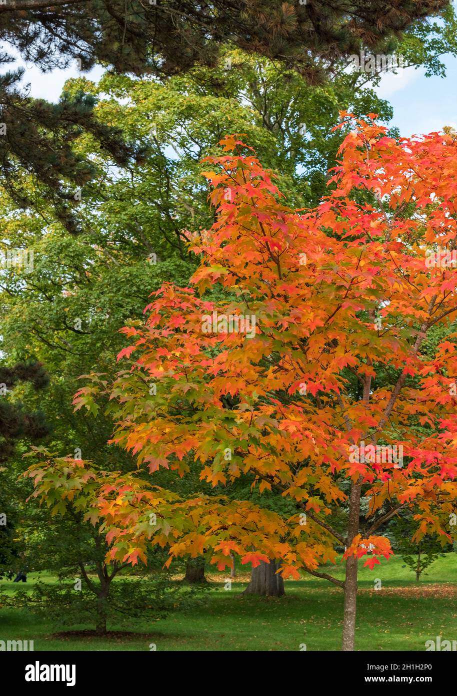 Kew Gardens Trees For Sale at Bruce Green blog