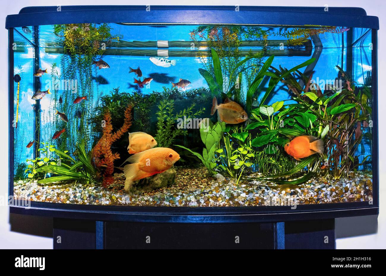 The close up of aquarium tank full of fish Stock Photo - Alamy