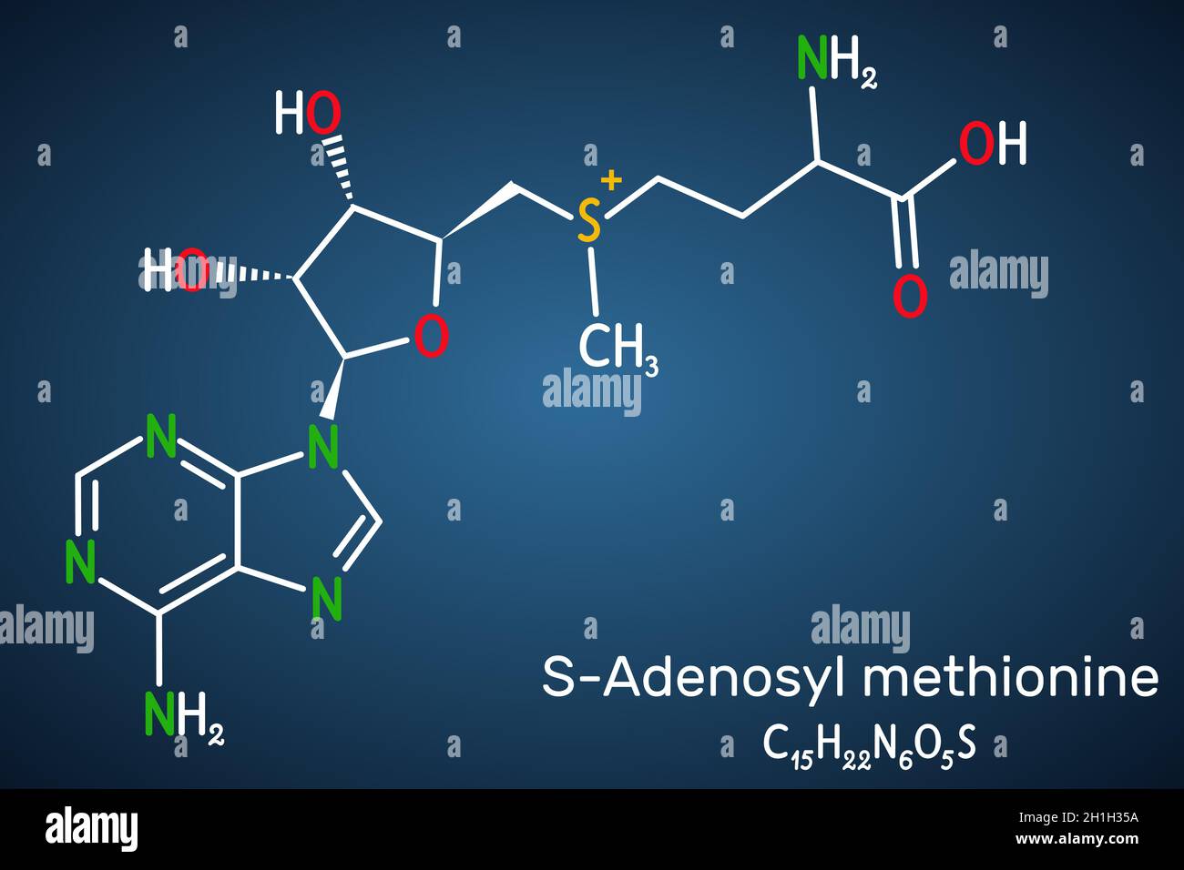 S-Adenosyl methionine, SAM-e, SAM molecule. It is sulfonium betaine ...
