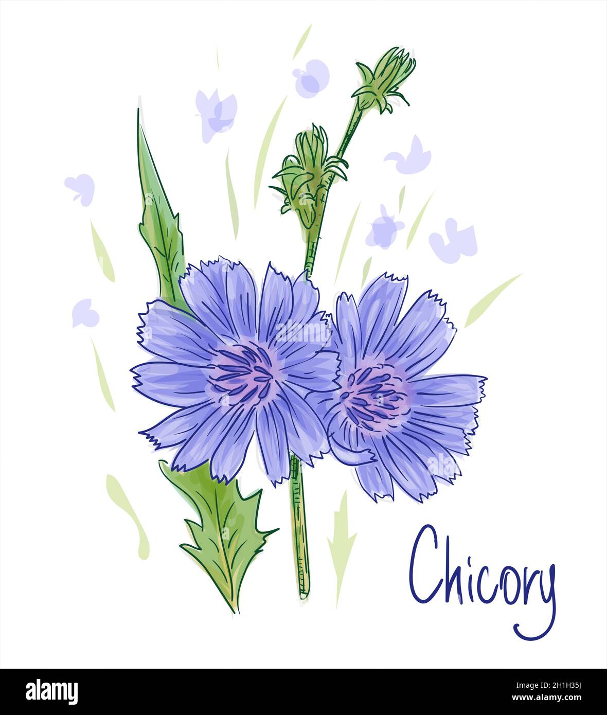 Common chicory or Cichorium intybus. Vector illustration Stock Vector ...