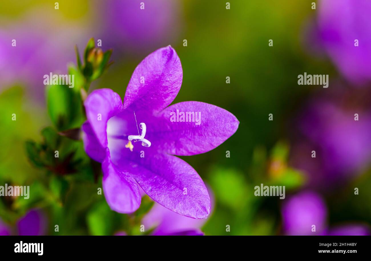 Romantic, vivid background, wall with plants, floral wallpaper with ...