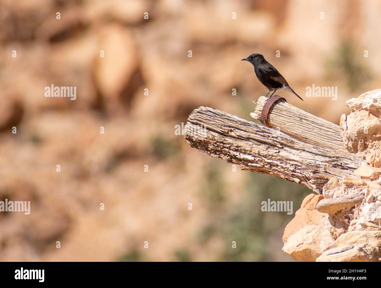 Black Wheatear (Oenanthe leucura) in Ghoufi, Algeria Stock Photo - Alamy