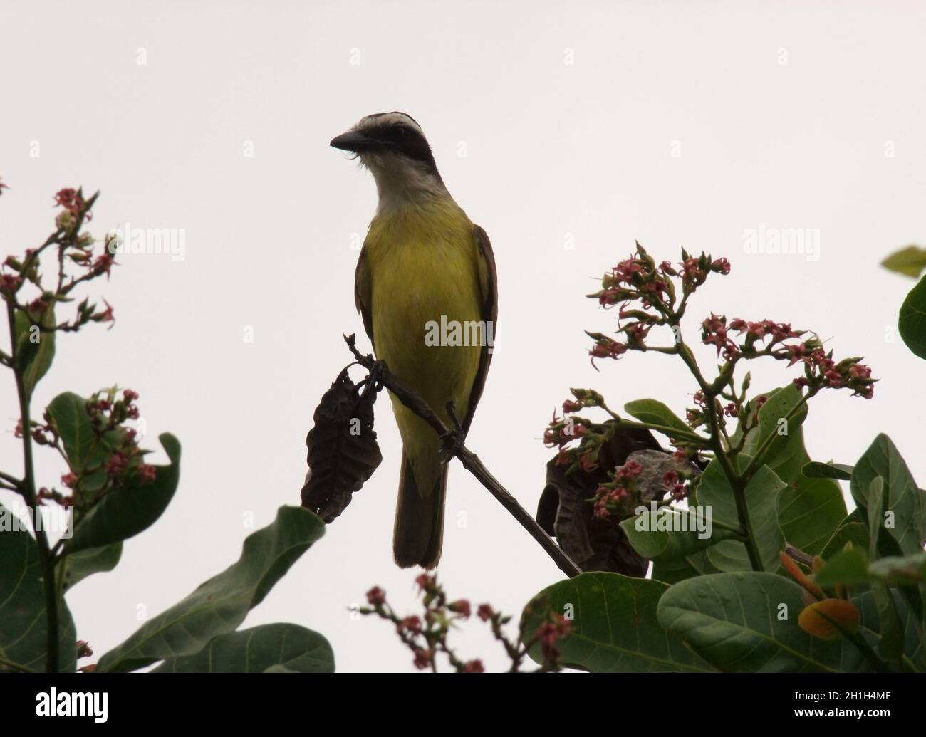 salvador, bahia / brazil - november 14, 2010: bird ben-ti-vi is seen in ...