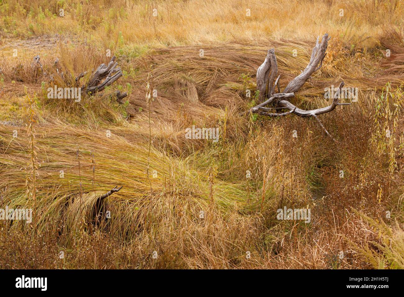 Withering trees hi-res stock photography and images - Alamy