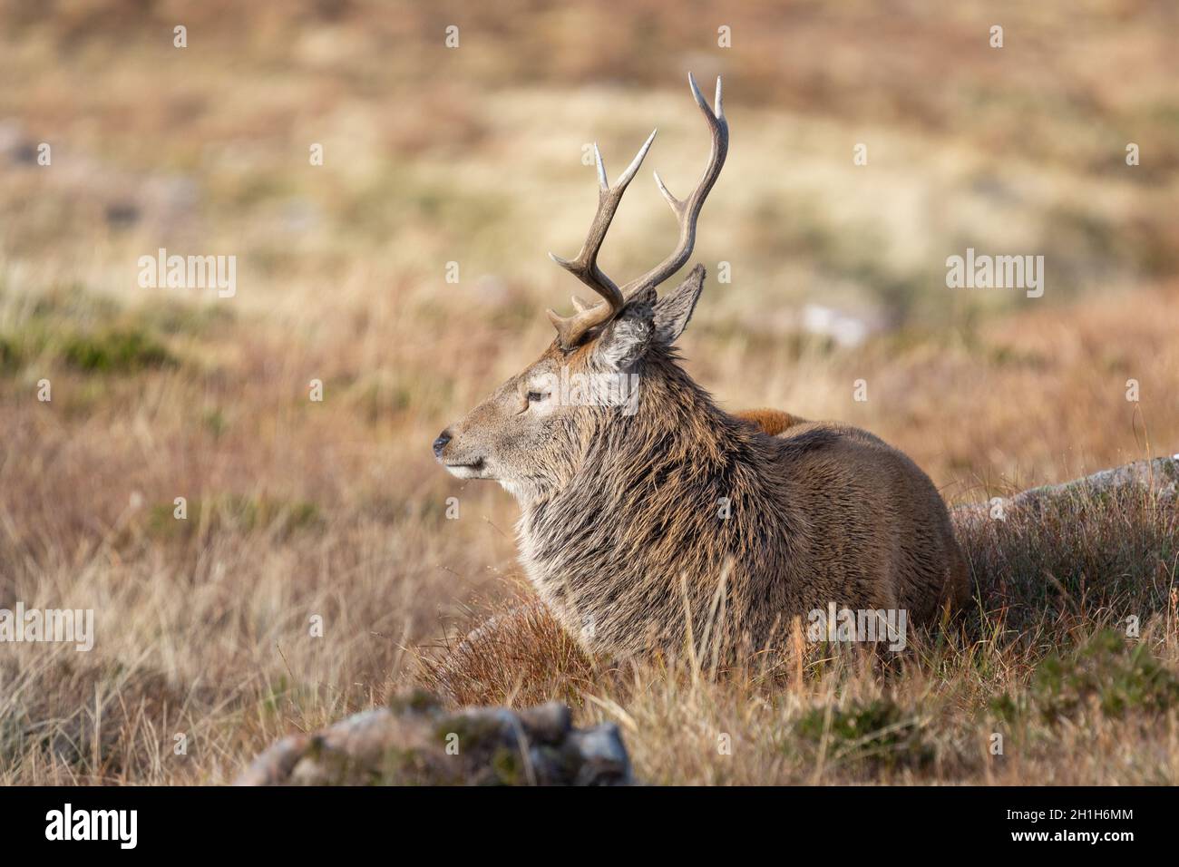 Red Deer during the rutting season in the Scottish Highlands Stock ...