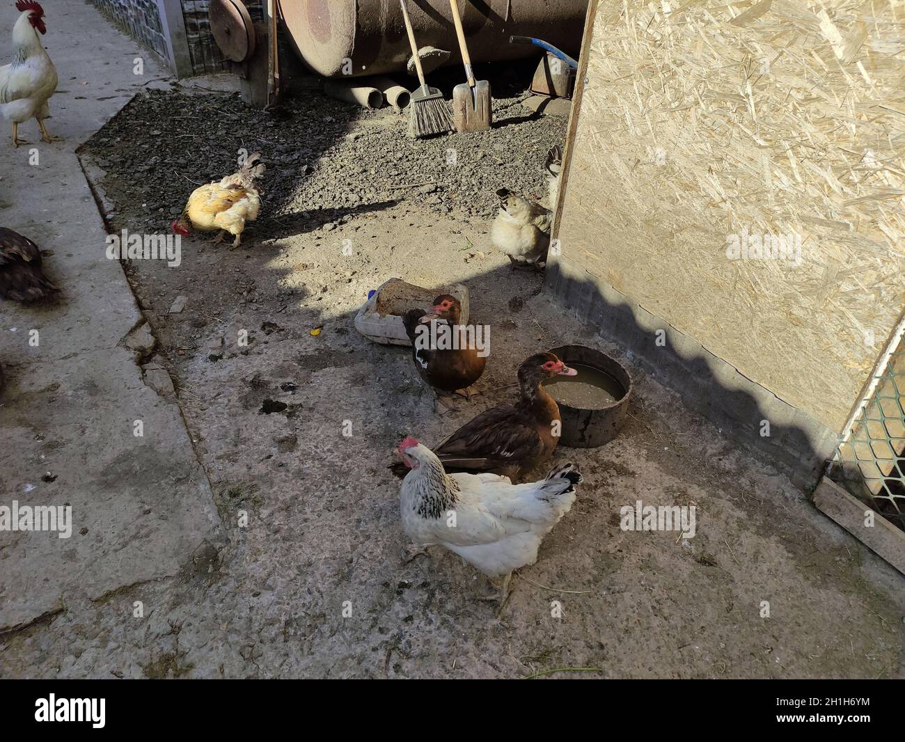 Agricultural birds walk around a farm yard Stock Photo - Alamy