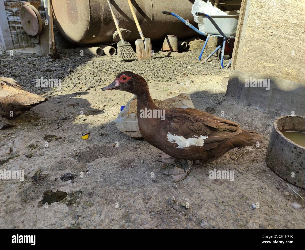 Agricultural birds walk around a farm yard Stock Photo - Alamy