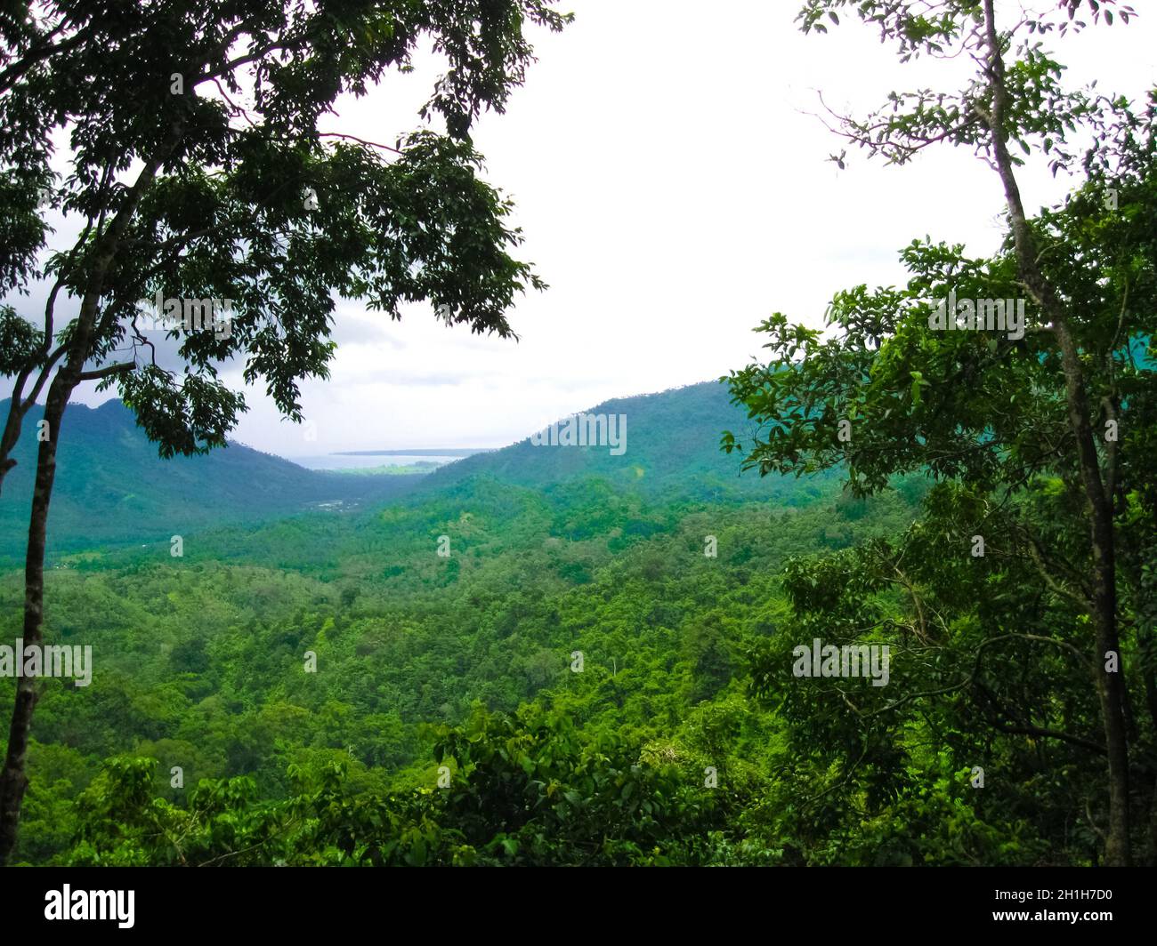 The green rainforest at Lombok Indonesia Southeast Asia Stock Photo - Alamy