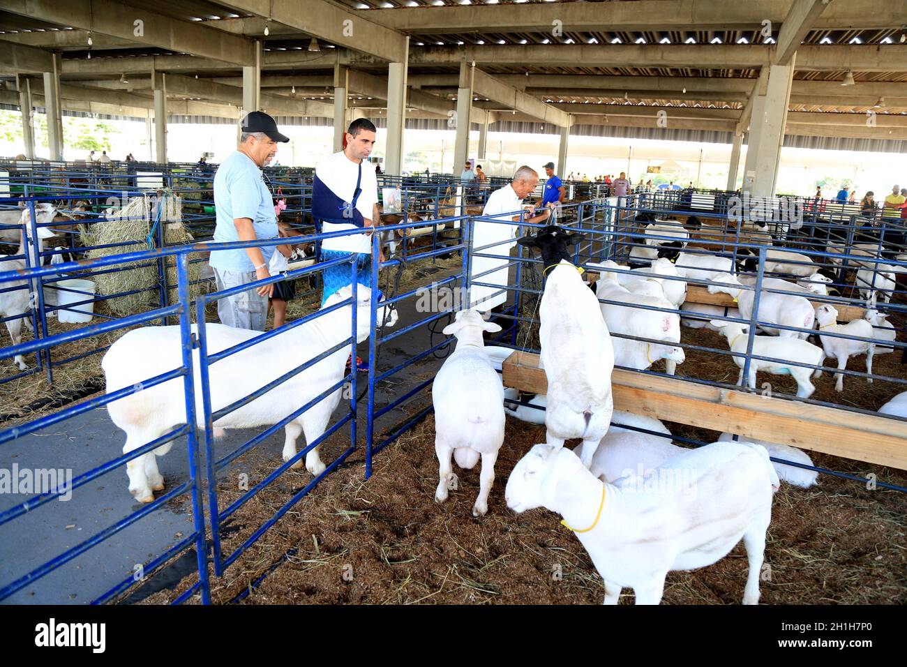 salvador, bahia / brazil - december 2, 2016: Sheep breeding is seen in ...