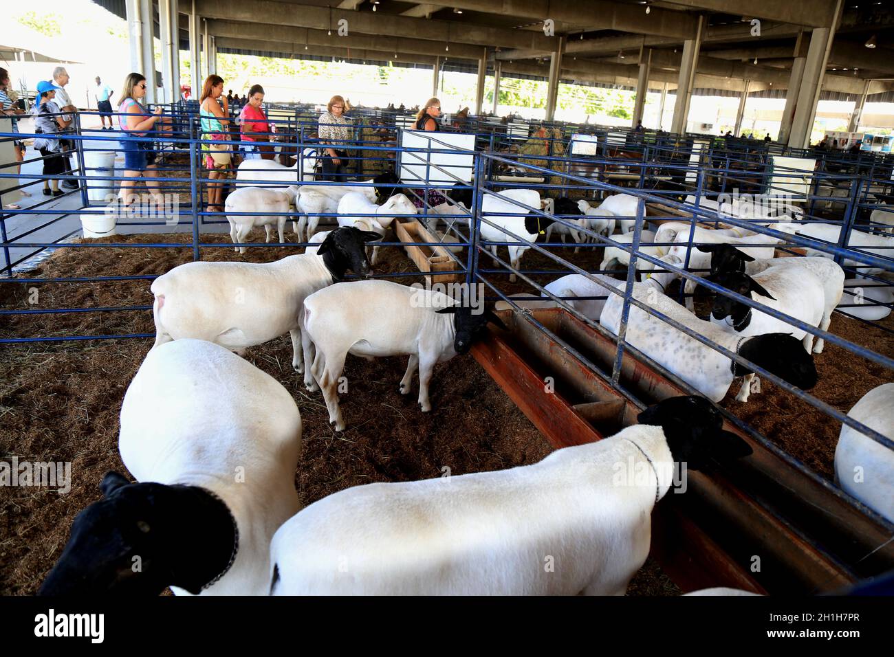 salvador, bahia / brazil - december 2, 2016: Sheep breeding is seen in ...