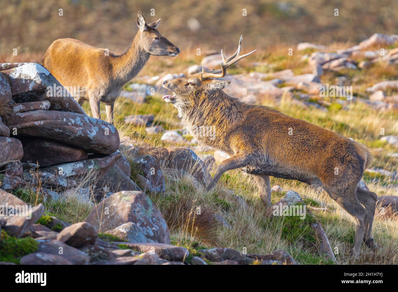 Red Deer during the rutting season in the Scottish Highlands, stag with ...