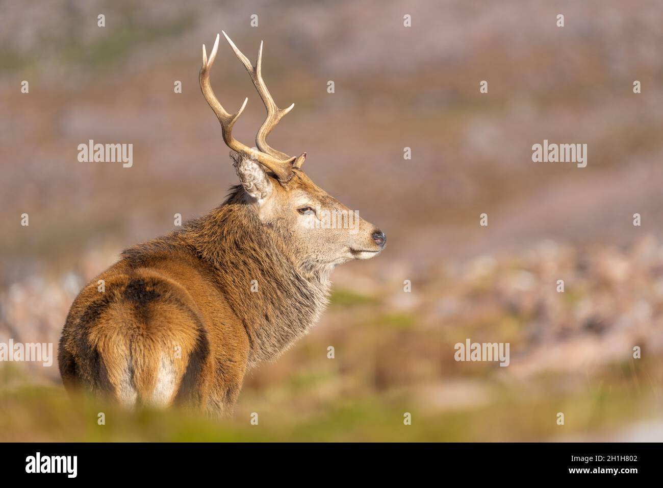 Red Deer during the rutting season in the Scottish Highlands Stock ...