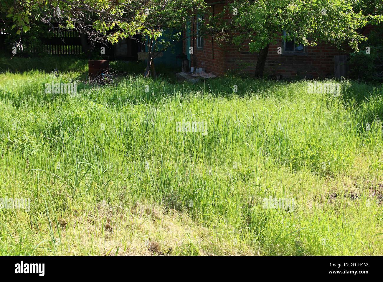 Vegetable garden overgrown with a weed grass Stock Photo - Alamy