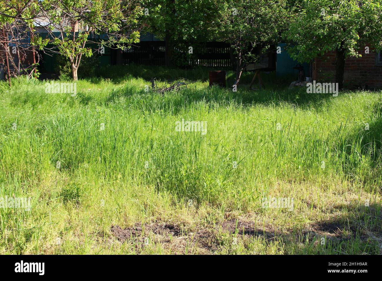 Vegetable garden overgrown with a weed grass Stock Photo - Alamy