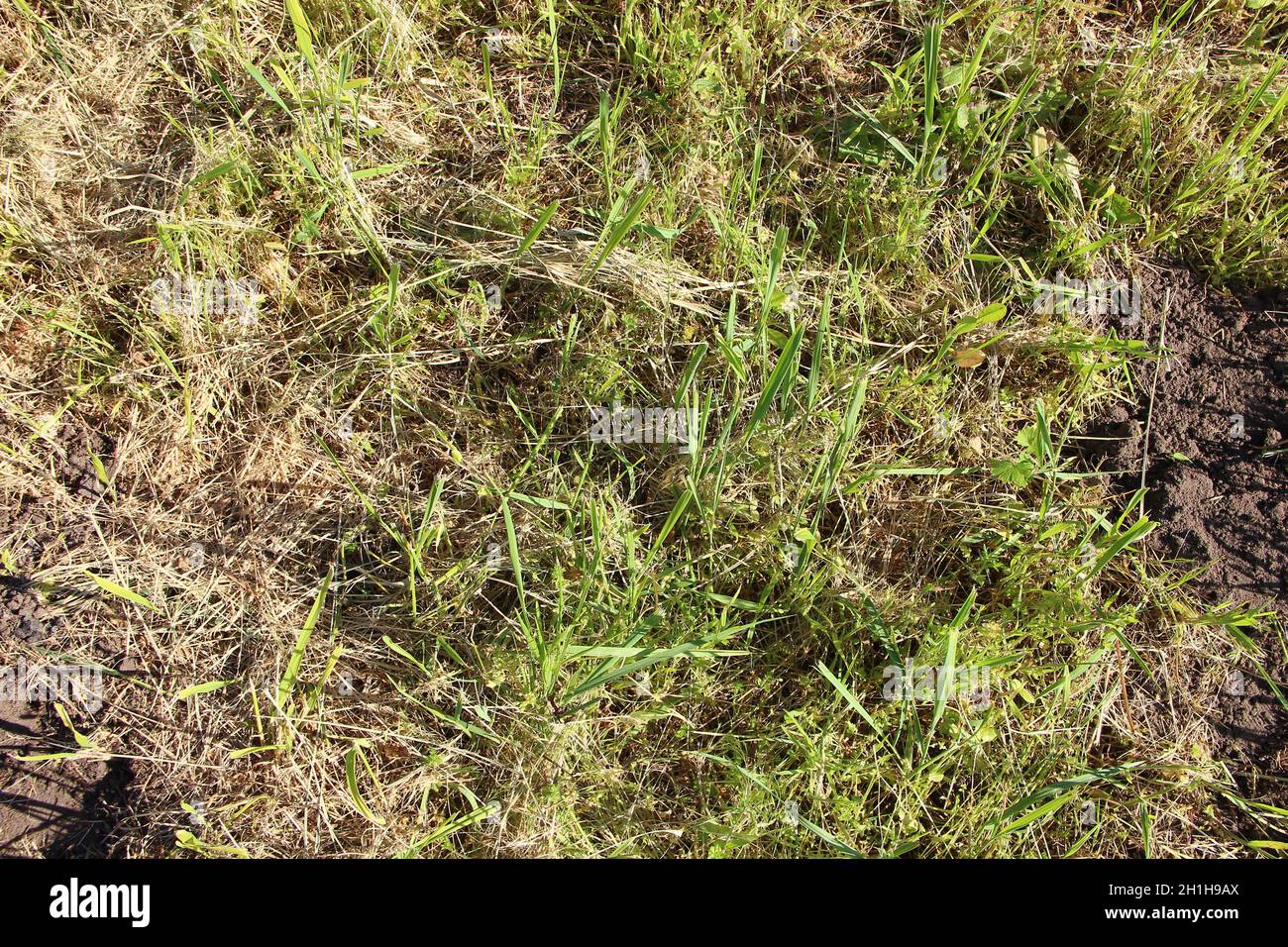 Green weed grass background and texture Stock Photo - Alamy