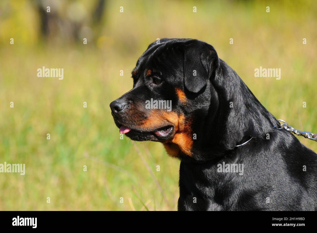 How Much To Feed Ovee Weught Rottweiler