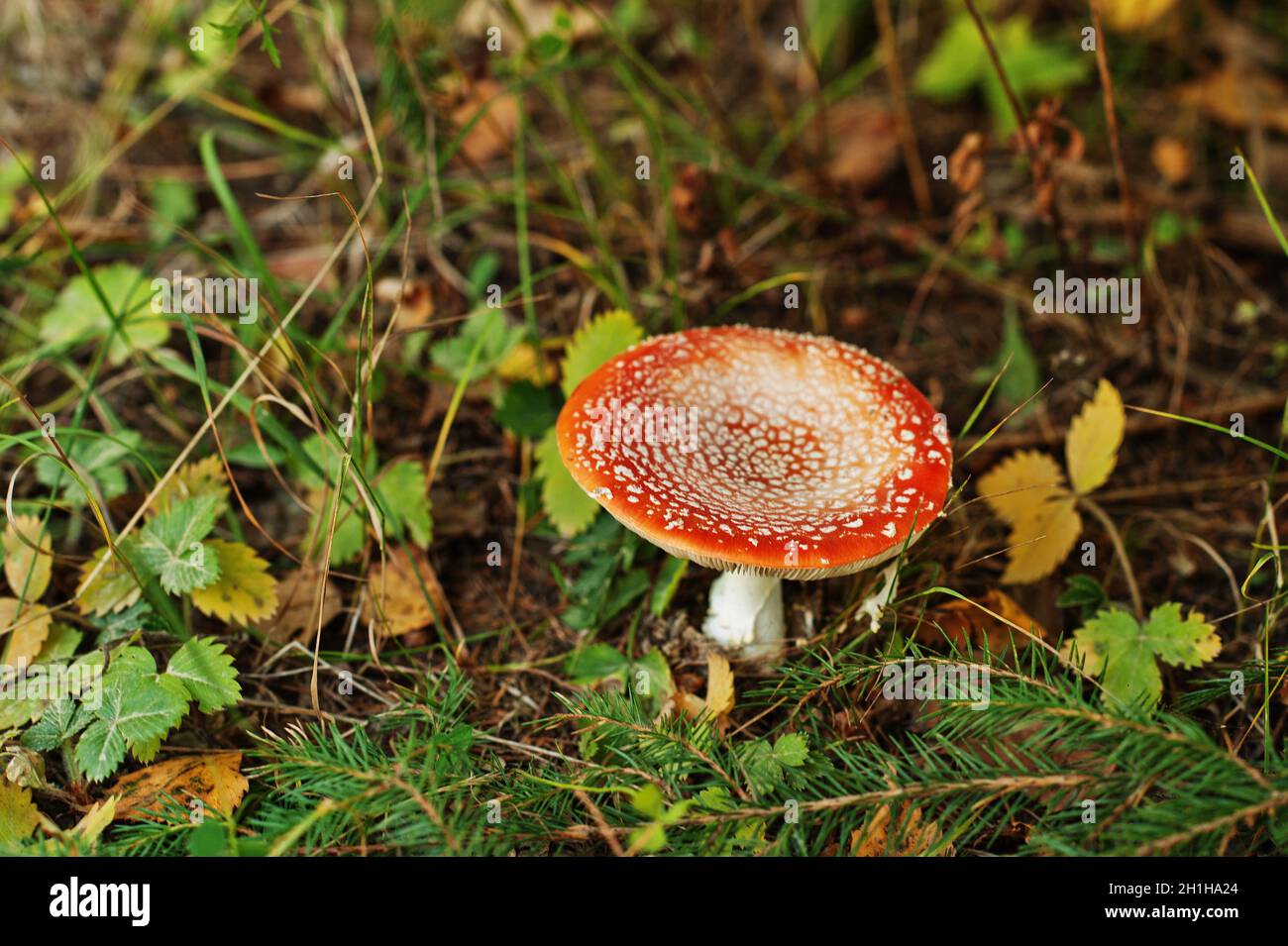 Red death cap, a very poisonous fungus. Growing in a forest in Ukraine ...