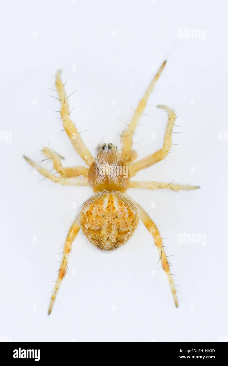 Spider on natural background - Araneidae - Weaver spider - macro, close ...
