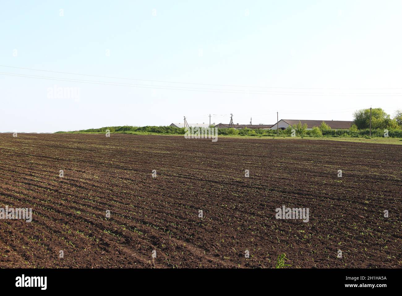 Agricultural field with rows of the young corn Stock Photo - Alamy
