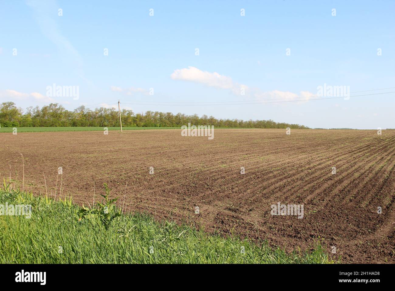 Agricultural field with rows of the young corn Stock Photo - Alamy