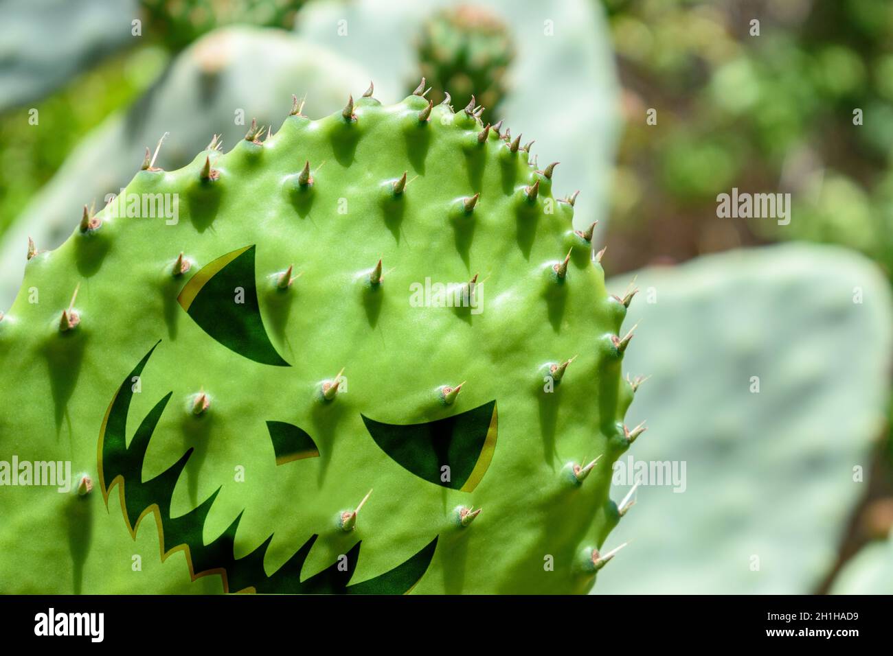 Close-up view of green cactus leaf with Halloween face Stock Photo - Alamy