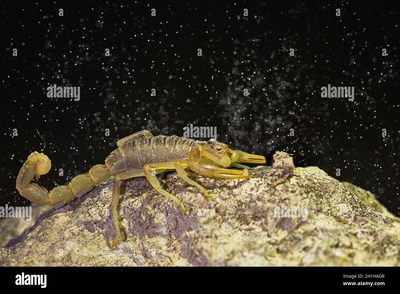 Buthus montanus. Scorpion isolated on a natural background Stock Photo ...