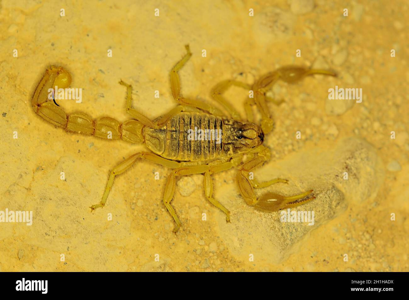 Buthus montanus. Scorpion isolated on a natural background Stock Photo ...
