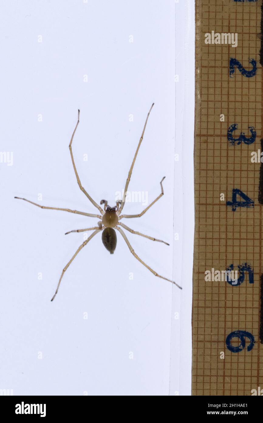Cheiracanthium sp. - Cheiracanthiidae. Spider isolated on a white ...