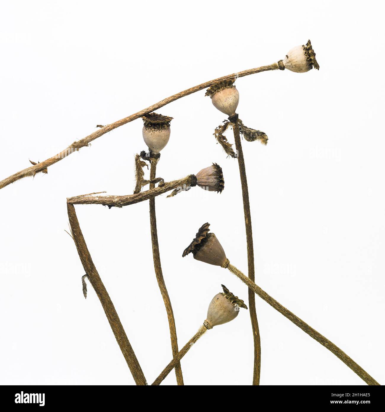 Dry poppy heads on stalks isolated on a white background Stock Photo ...