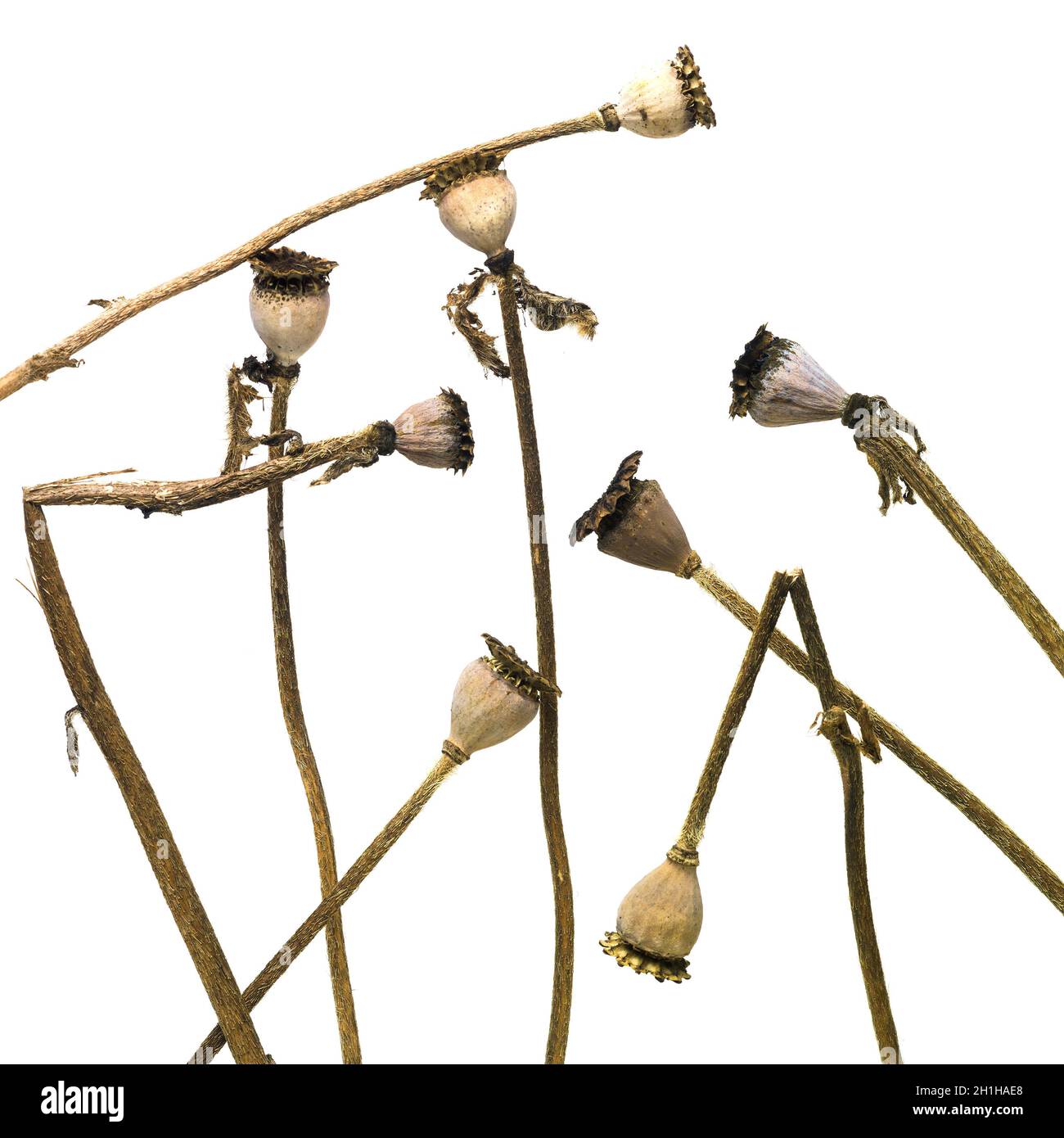 Dry poppy heads on stalks isolated on a white background Stock Photo ...