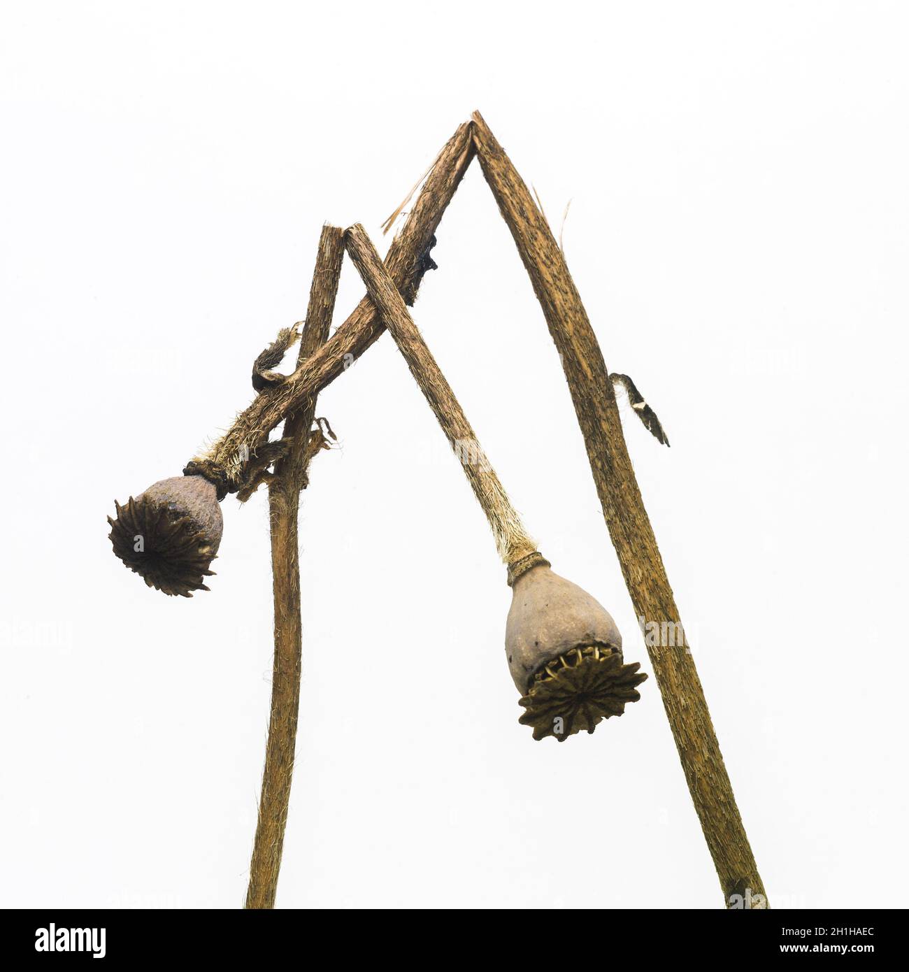 Dry poppy heads on stalks isolated on a white background Stock Photo ...