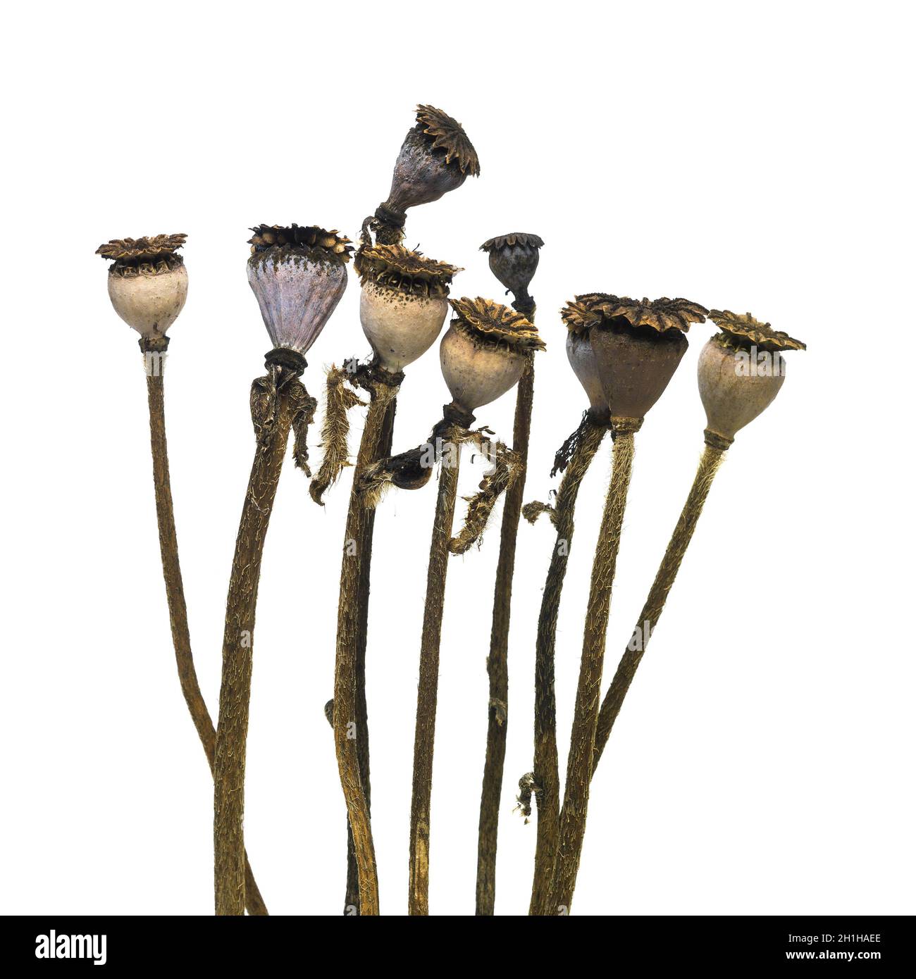 Dry poppy heads on stalks isolated on a white background Stock Photo ...