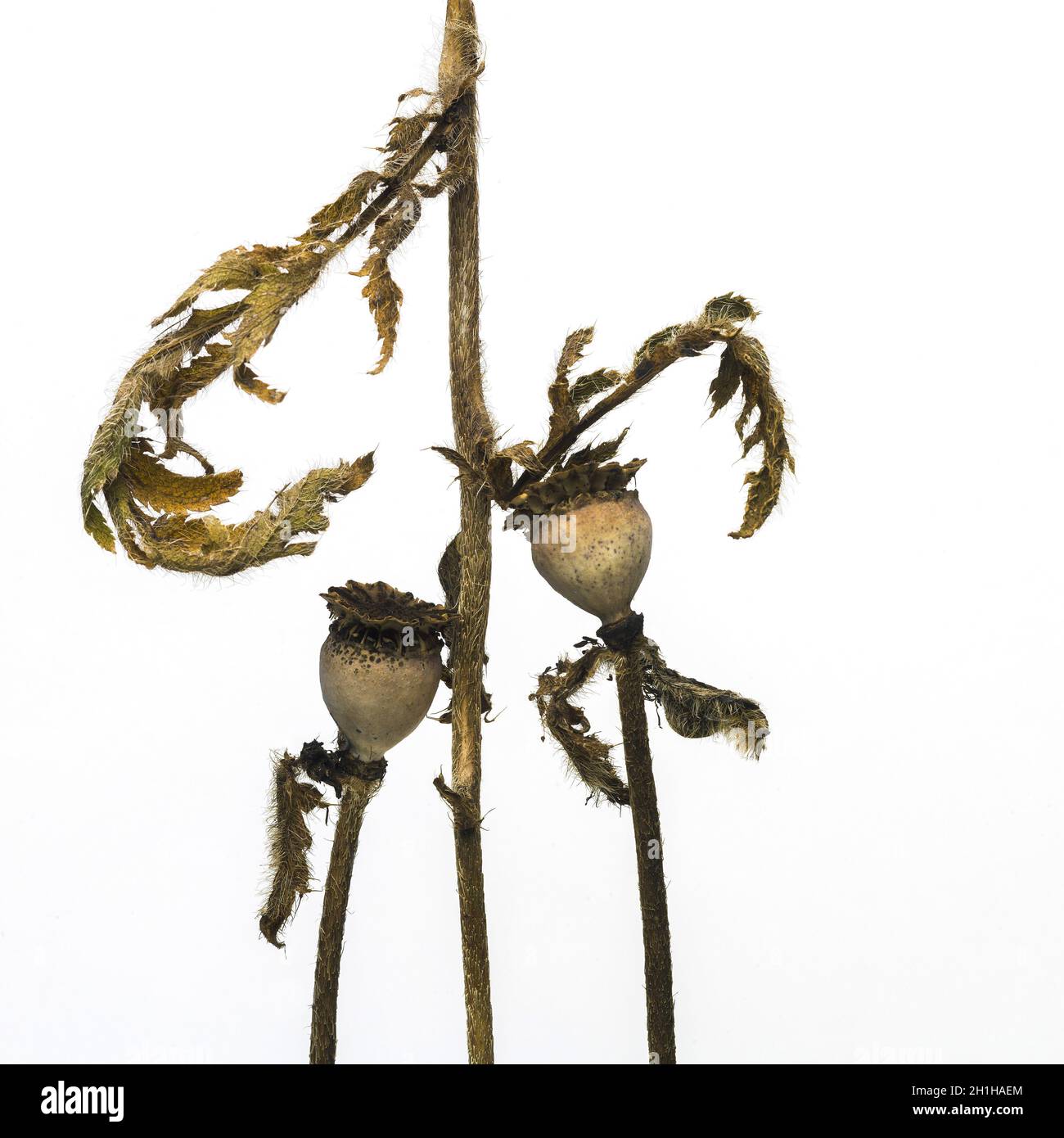 Dry poppy heads on stalks isolated on a white background Stock Photo ...