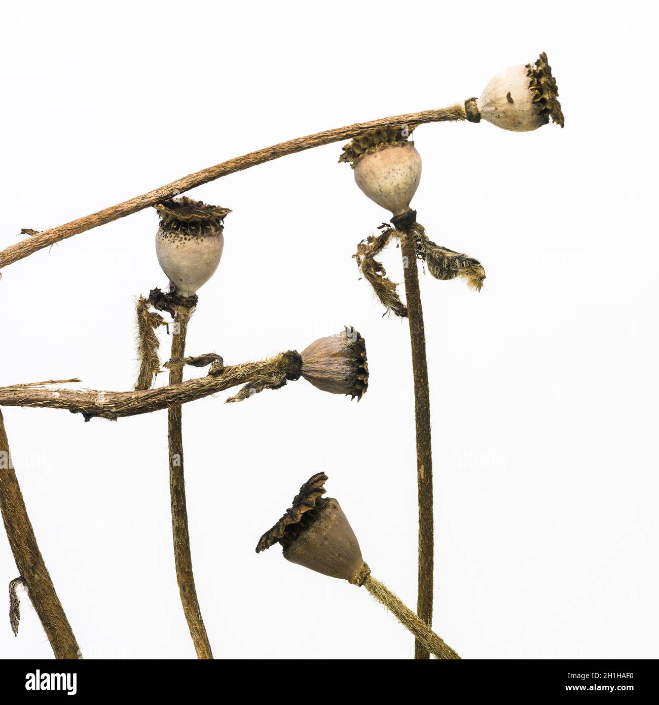 Dry poppy heads on stalks isolated on a white background Stock Photo ...