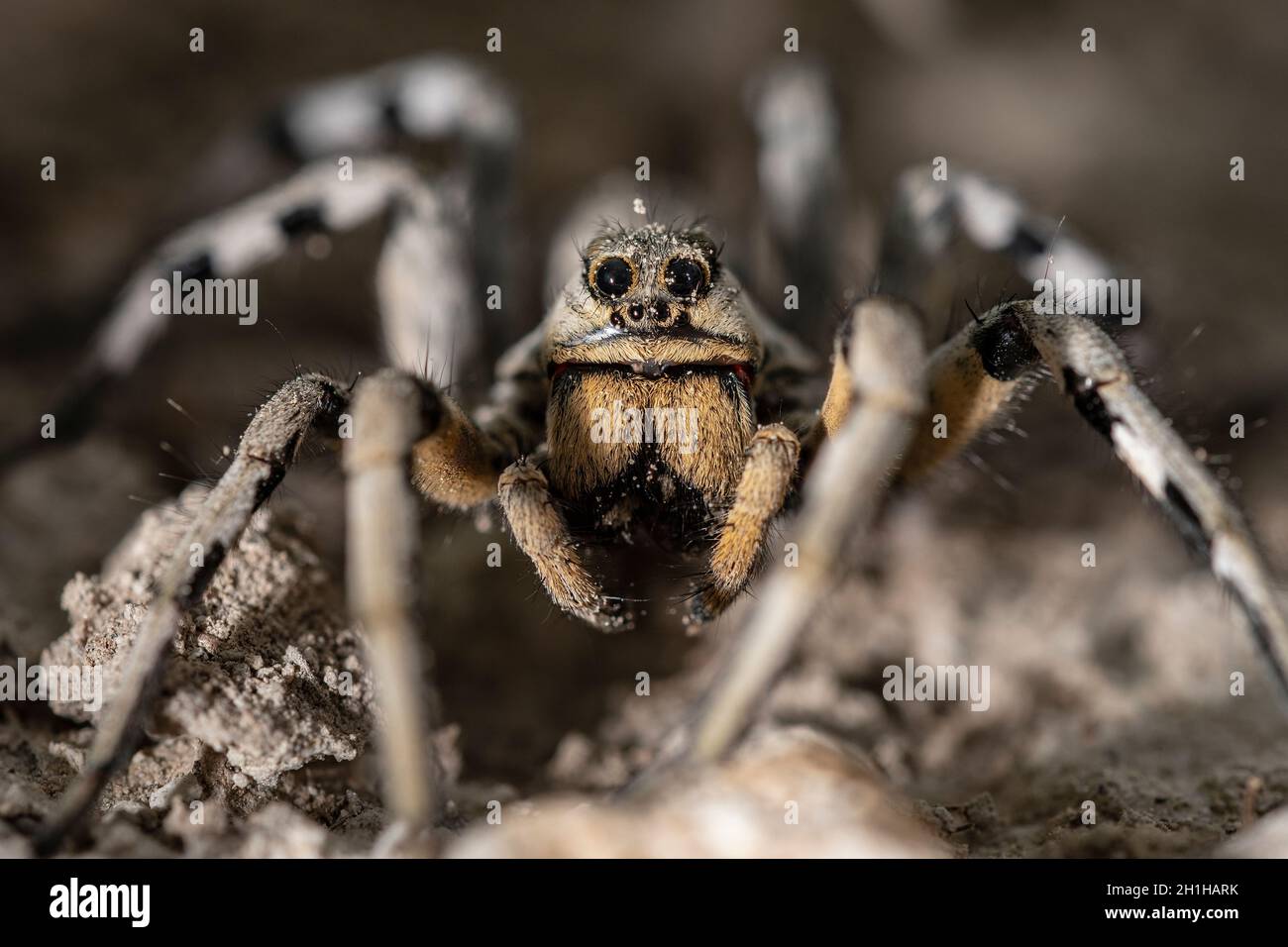 Lycosa fasciiventris. Lycosidae family. Spider isolated on a natural ...