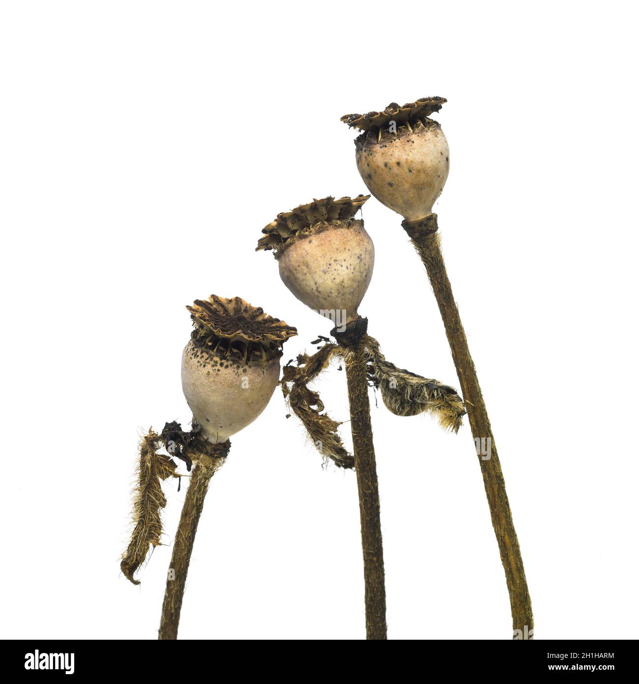 Dry poppy heads on stalks isolated on a white background Stock Photo ...