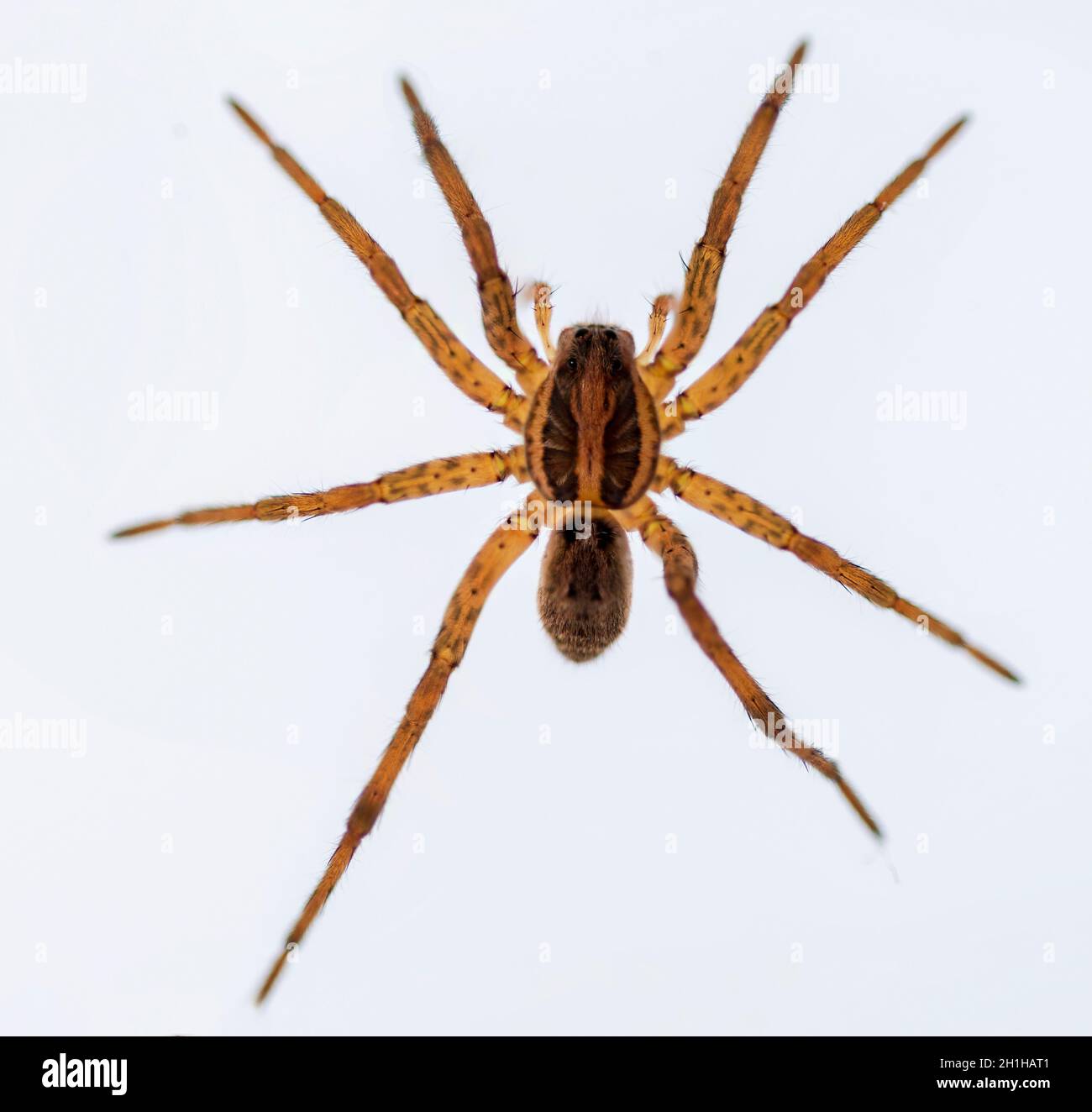 Lycosa fasciiventris. Family Lycosidae. Spider isolated on a white ...