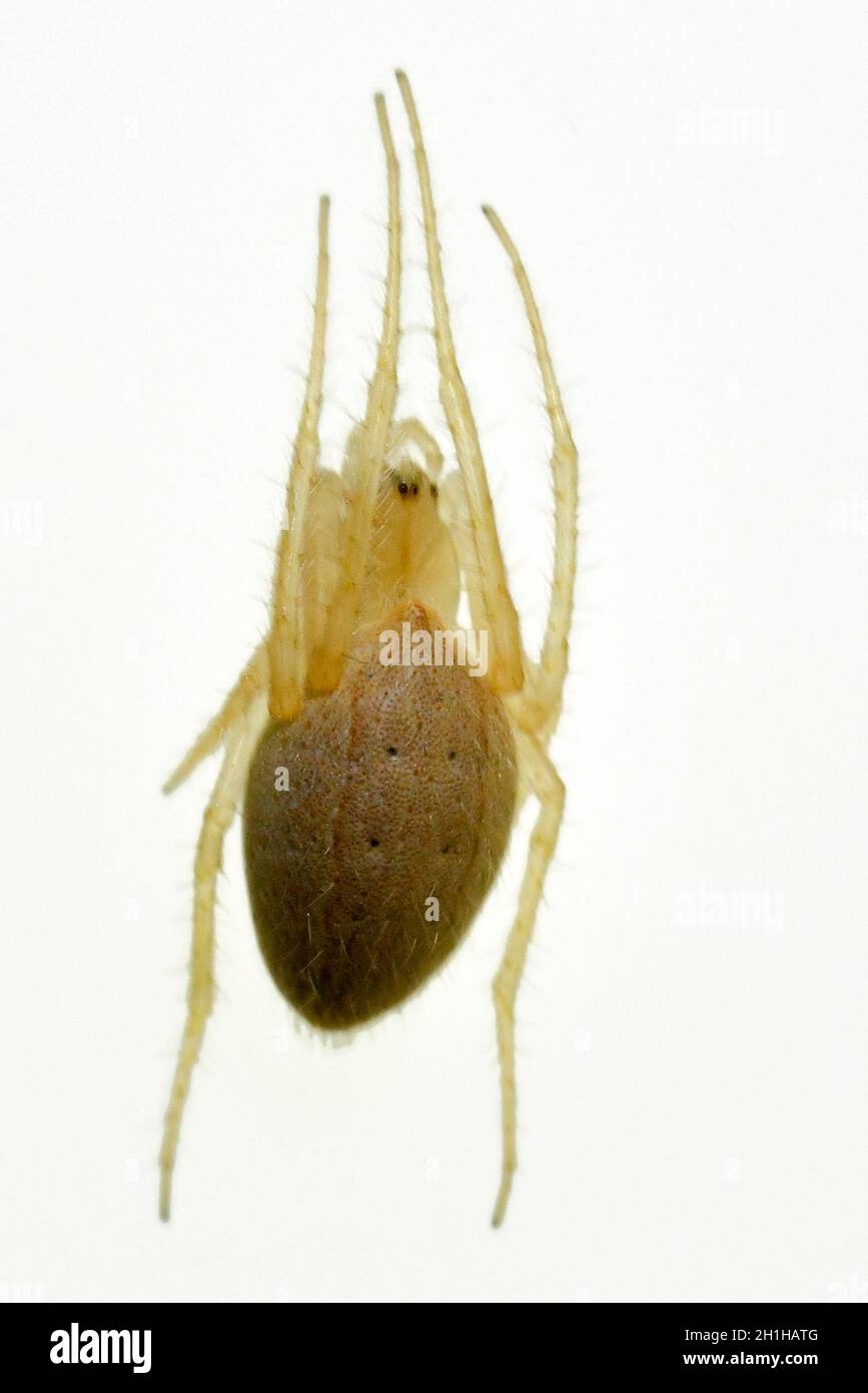 Larinia lineata spider. Family Araneidae. Spider isolated on a white ...