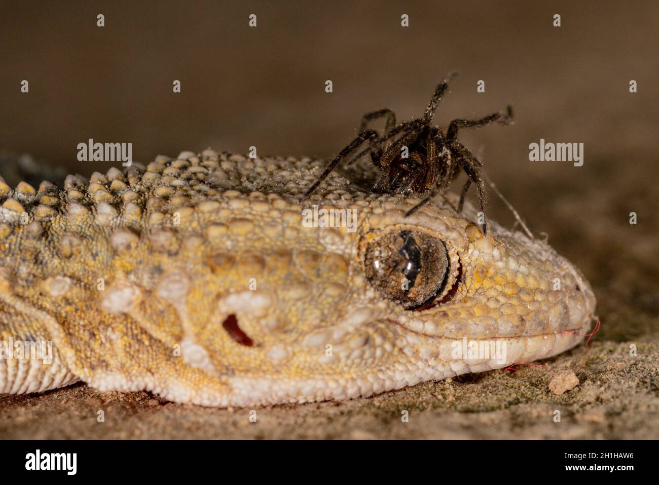 Gnaphosidae hi-res stock photography and images - Alamy