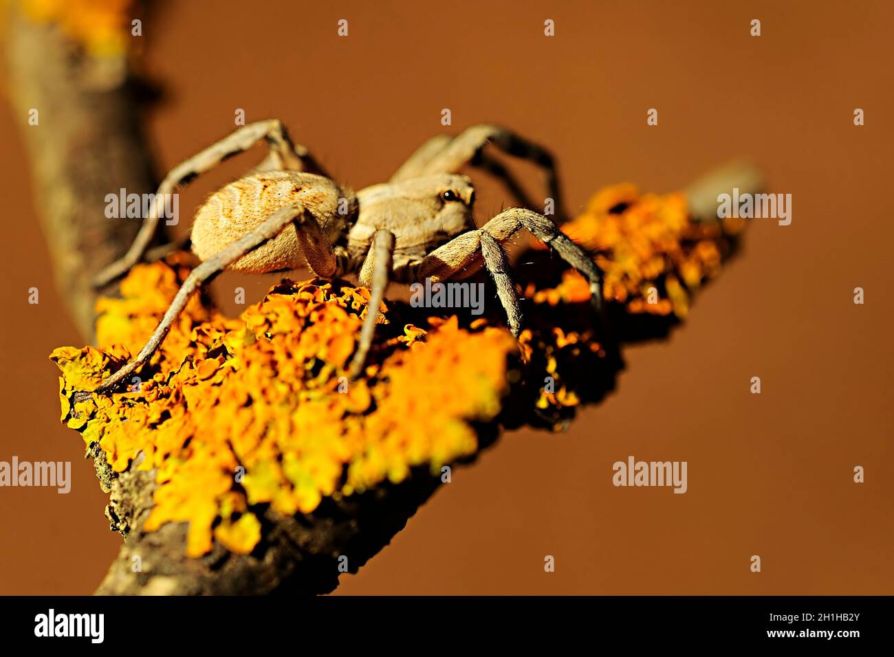 Lycosa Hispanica. Family Lycosidae. wolf spider isolated on a natural ...