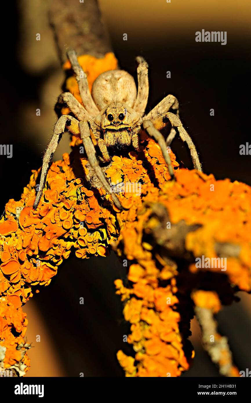 Lycosa Hispanica. Family Lycosidae. wolf spider isolated on a natural ...