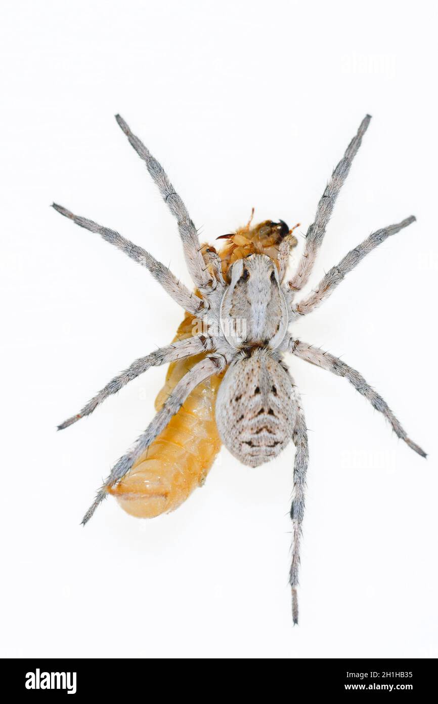 Lycosa Hispanica. Family Lycosidae. wolf spider isolated on a natural ...
