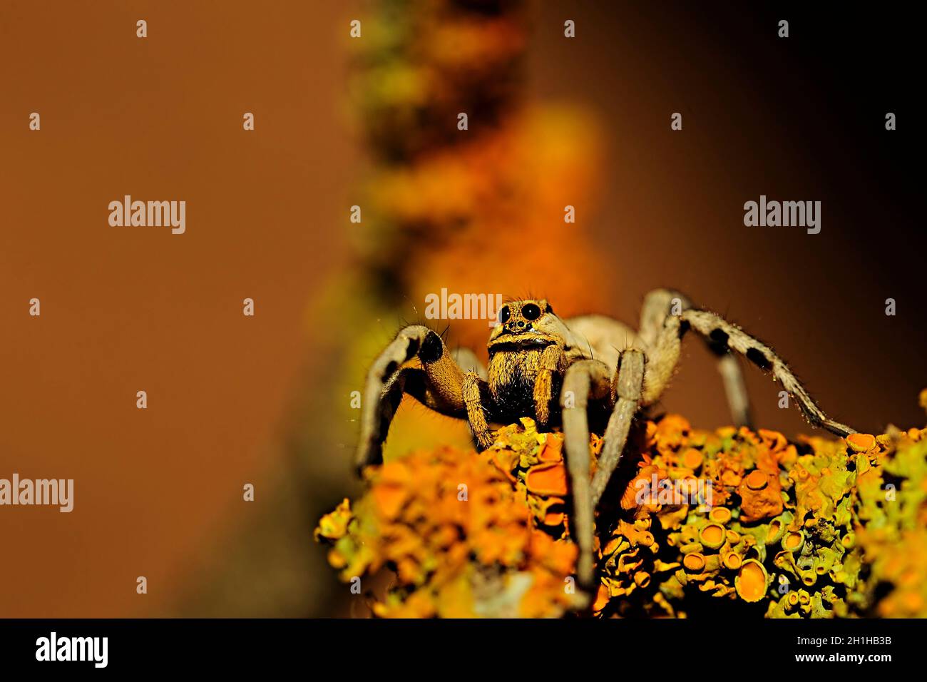 Lycosa Hispanica. Family Lycosidae. wolf spider isolated on a natural ...