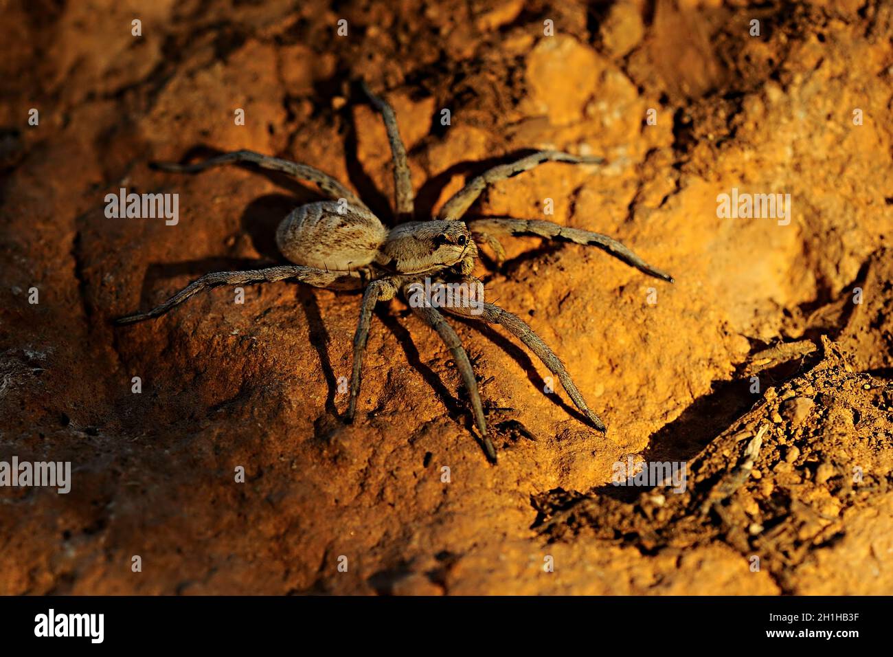 Lycosa Hispanica. Family Lycosidae. wolf spider isolated on a natural ...
