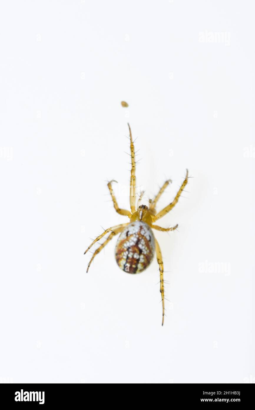 Mangora acalypha. Family Araneidae. Spider isolated on a white ...