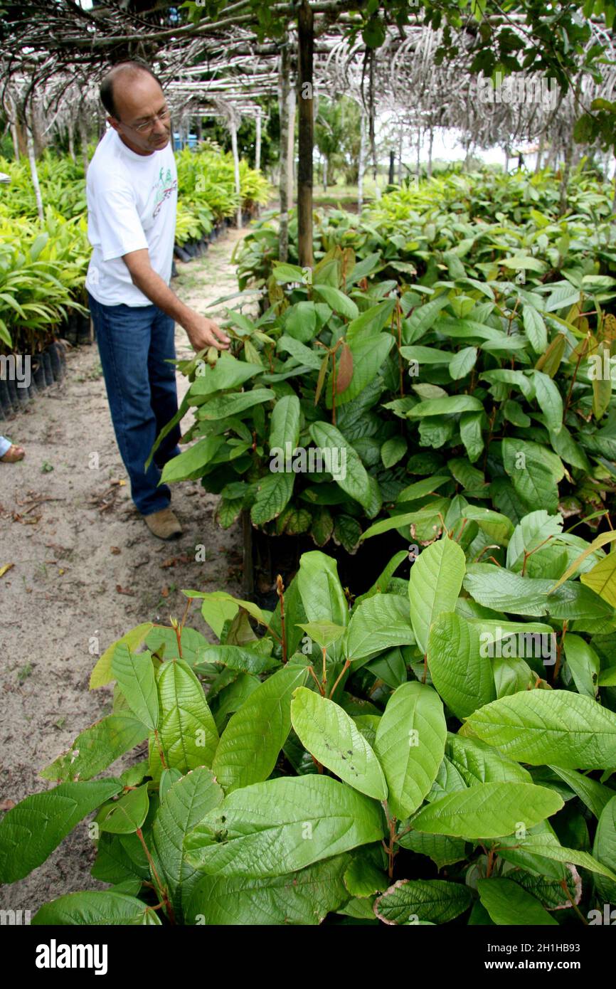 porto seguro, bahia / brazil - january 16, 2008: cupuacu tree seedling ...
