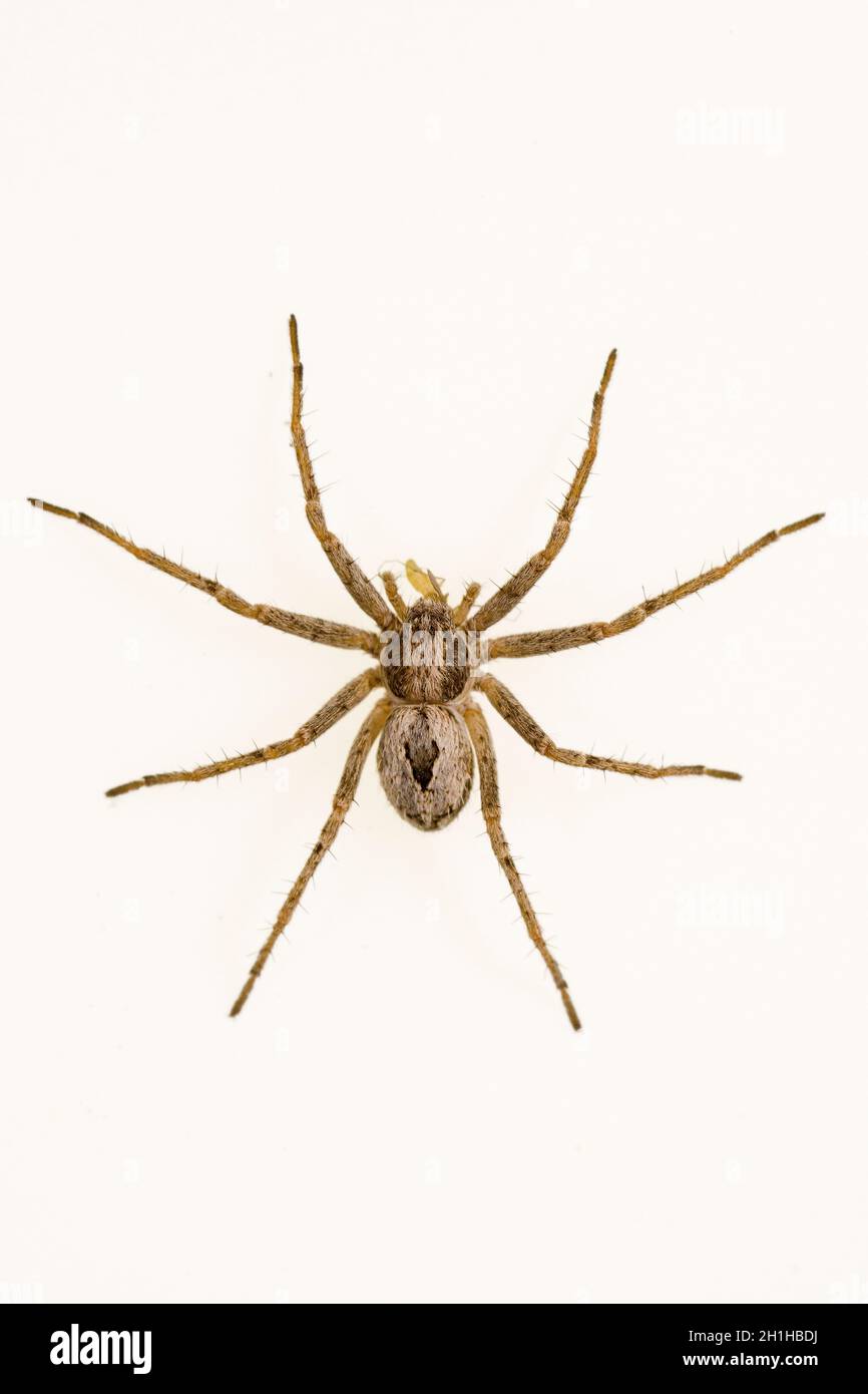 Thanatus is a genus of crab spiders in the Philodromidae family Stock ...