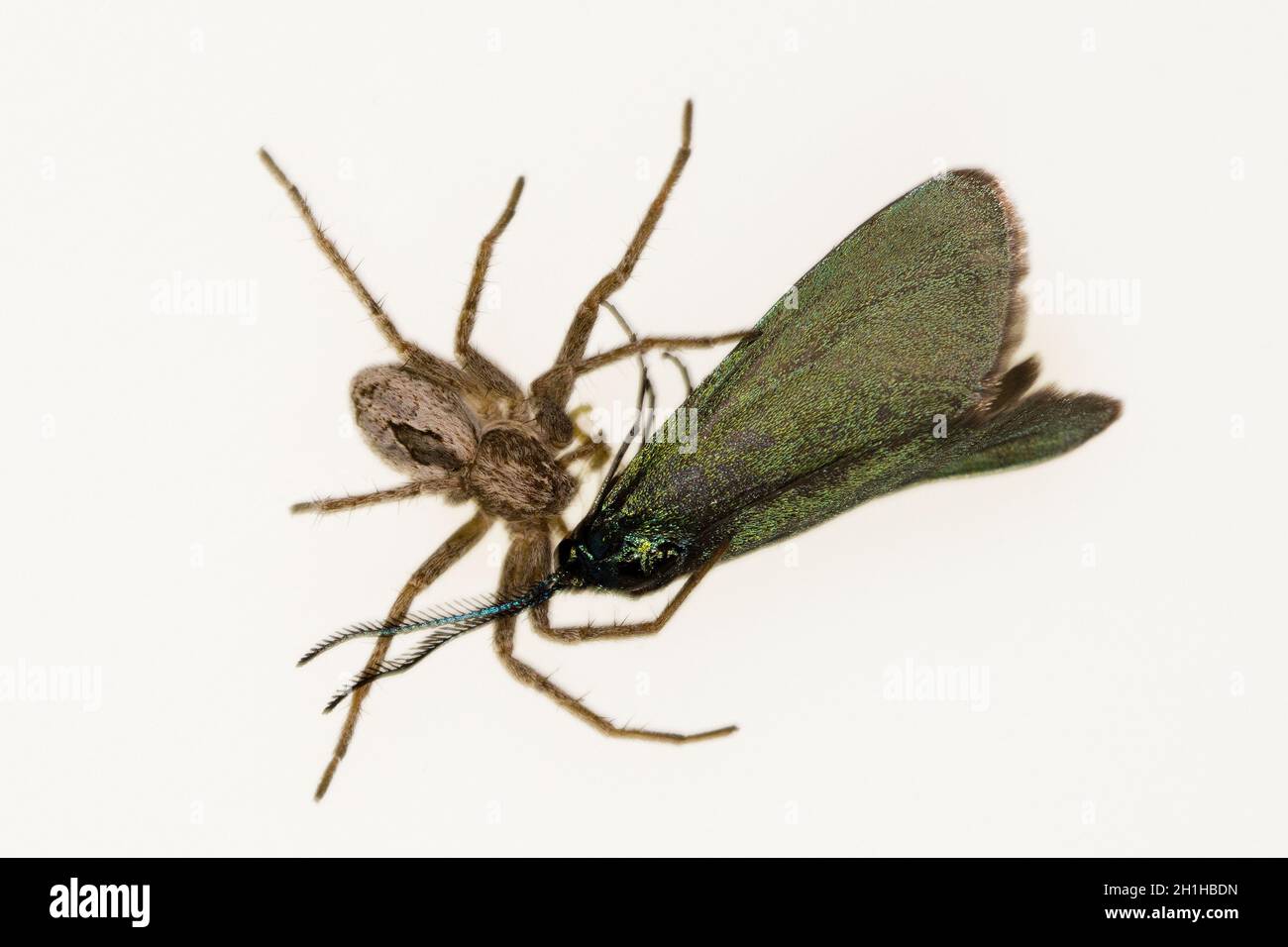 Thanatus is a genus of crab spiders in the Philodromidae family Stock ...