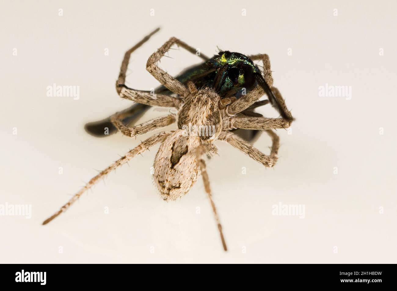 Thanatus is a genus of crab spiders in the Philodromidae family Stock ...